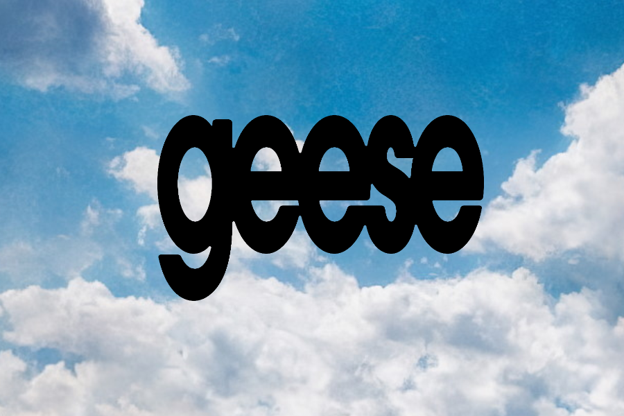 Geese
